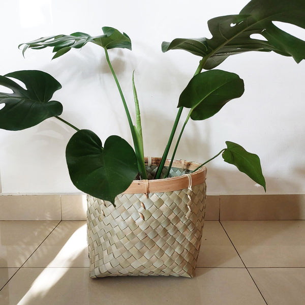 Potted Monstera Indoor plant in wicker/seagrass/straw basket – Beanbags ...